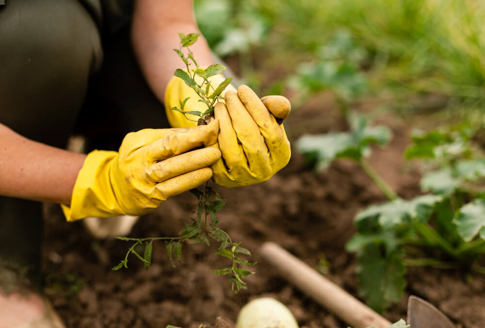 Top 8 Spring Garden Cleaning Tasks that you shouldn't miss - Dirt2Neat